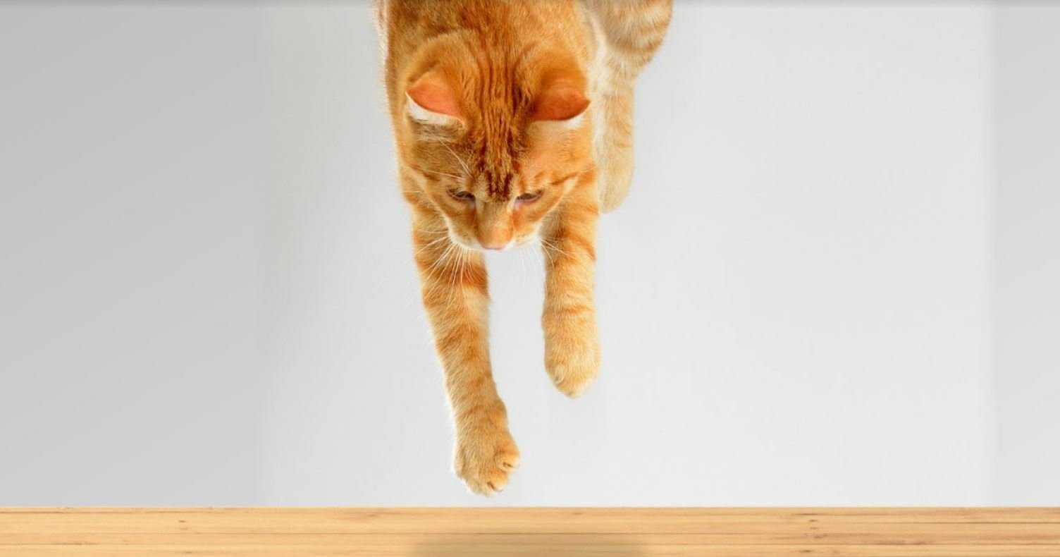 Why Cats Always Land on their Feet
