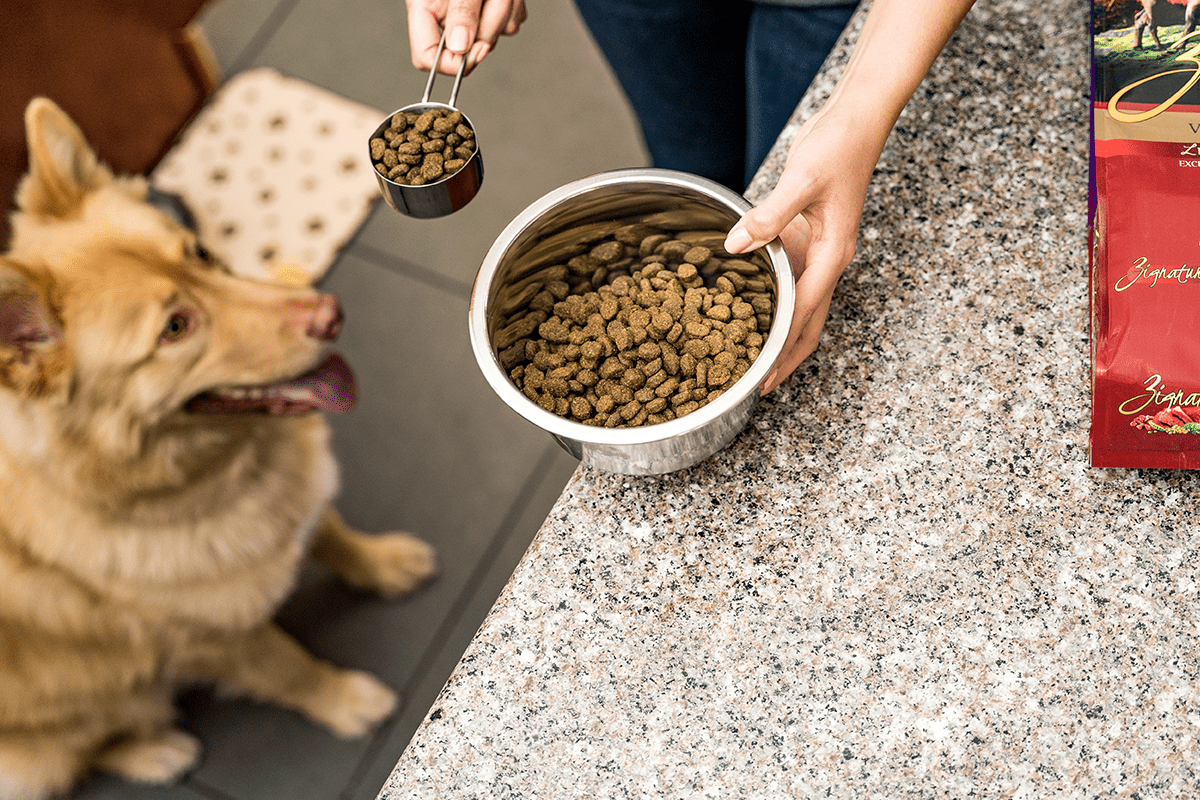Why It Matters if Your Dog Likes Their Food